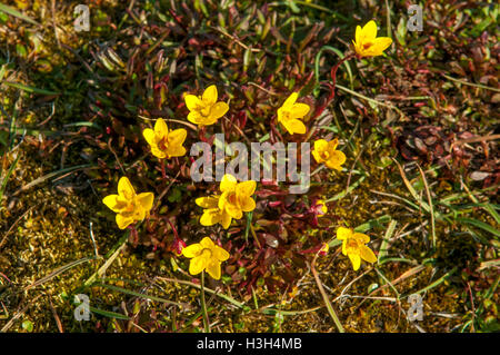 marsh saxifrage, yellow marsh saxifrage (Saxifraga hirculus), blooming ...