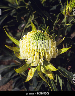 Yellow Waratah flower Stock Photo - Alamy