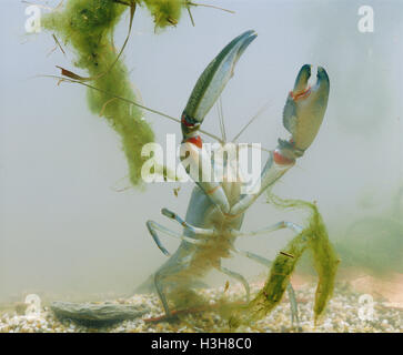 Crayfish Cherax destructor Stock Photo - Alamy