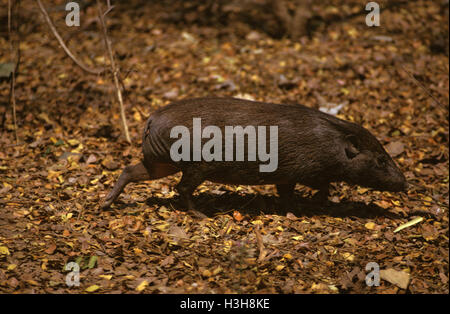 Pygmy hog (Porcula salvania Stock Photo - Alamy