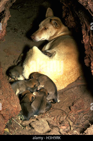 Dingo, canis familiaris dingo, Mother with Puppies suckling, Australia ...