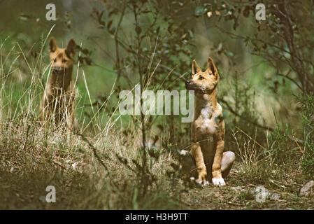 Dingo puppy. The Australian dingo, or warrigal, (Canis lupus dingo) is ...