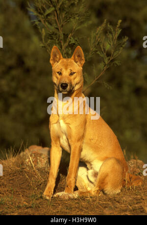 Dingo, Australian native canine (canis lupus dingo) sitting on a rock ...