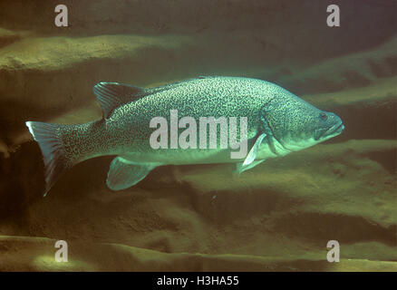 Murray cod (Maccullochella peelii Stock Photo - Alamy