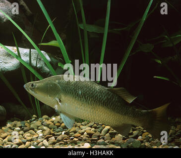Barramundi underwater Giant Perch Lates calcarifer Stock Photo - Alamy
