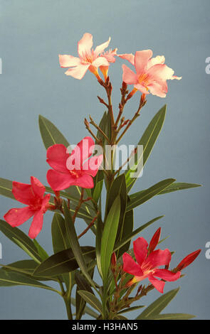 Flowers, plants and trees Stock Photo - Alamy