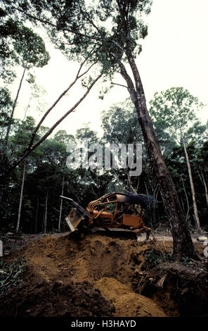 Rainforest being cleared for a house to be built Stock Photo - Alamy