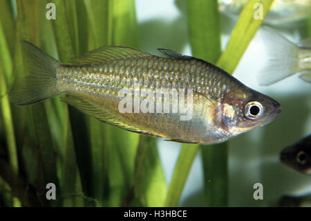 Lake Eacham rainbowfish (Melanotaenia eachamensis Stock Photo - Alamy