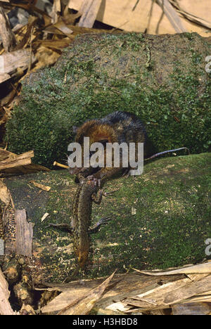 Three-striped dasyure (Myoictis melas Stock Photo - Alamy