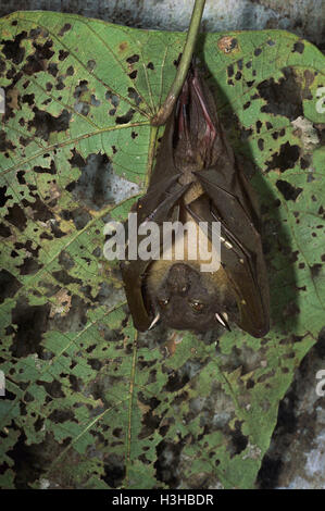 Unstriped tube-nosed bat (Paranyctimene raptor Stock Photo - Alamy
