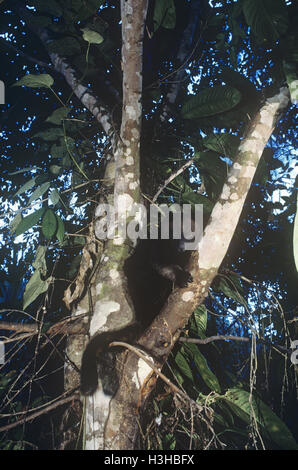 Doria?s Tree Kangaroo (Dendrolagus dorianus) Larye, West Papua ...