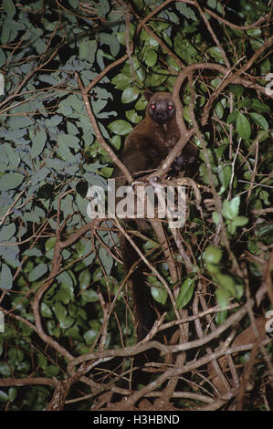 Bennett's tree-kangaroo (Dendrolagus bennettianus) rests high in a tree ...