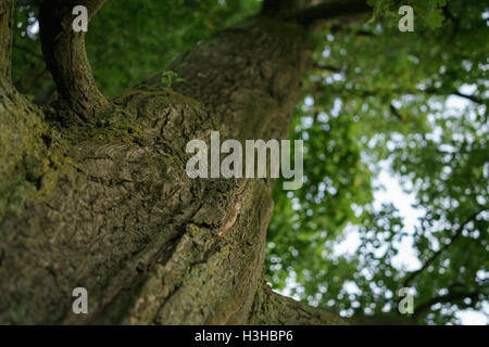 bottom view of the oak tree with green leaves Stock Photo - Alamy