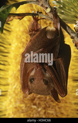 Lesser Long-tongued Fruit Bat (Macroglossus minimus), Bintulu, Bukit ...