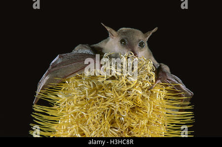 Northern blossom-bat (Macroglossus minimus pygmaeus Stock Photo - Alamy