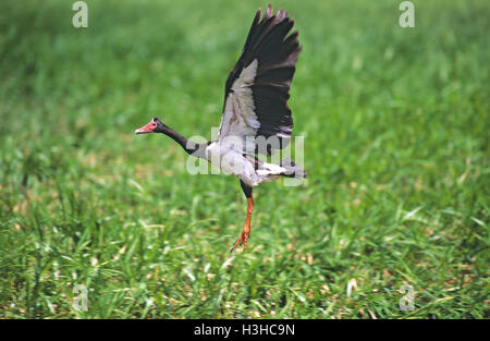 australian magpie in flight with wings out stretched, western australia ...