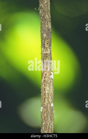 Flying lizard Draco volans Agamidae male with his gular flap and wings ...