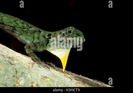 Flying lizard Draco volans Agamidae male with his gular flap and wings ...