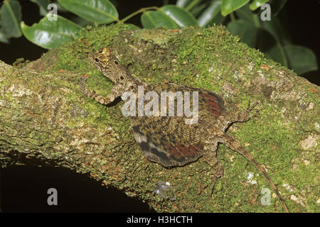 Flying lizard Draco volans Agamidae male with his gular flap and wings ...