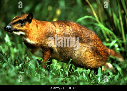 Greater mouse deer / napu (Tragulus napu), Malaysia, March Stock Photo ...