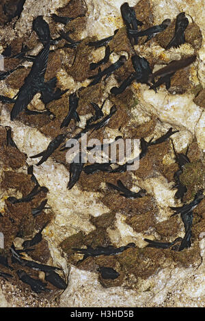 Glossy swiftlet (Collocalia esculenta), bird of Sulawesi, Indonesia ...