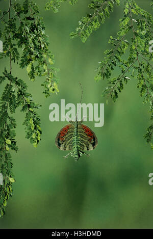 Flying lizard Draco volans Agamidae male with his gular flap and wings ...