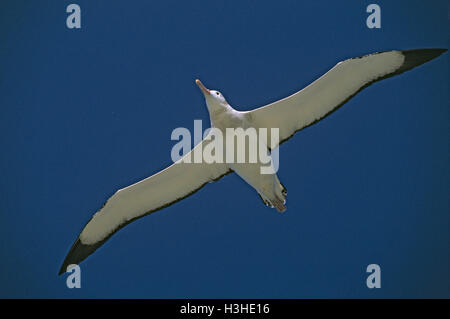 Bird Albatross is flying in the blue sky Stock Photo - Alamy