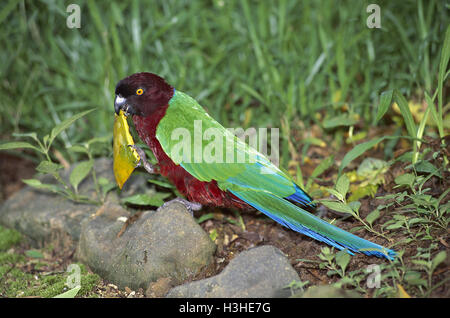 The Maroon shining parrot (Prosopeia tabuensis) or red shining-parrot ...