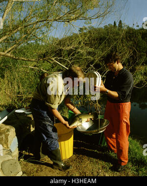 Murray Cod (Maccullochella peelii) Actinopterygii Stock Photo - Alamy