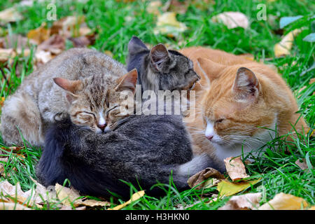 Black, gray and red cats sleep on the grass Stock Photo - Alamy