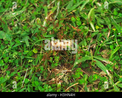 A closeup shot of red ants on a green leaf Stock Photo - Alamy