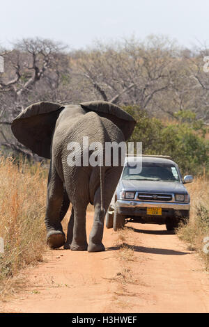 Bull Elephant, Ruaha National Park, SW Tanzania Stock Photo - Alamy