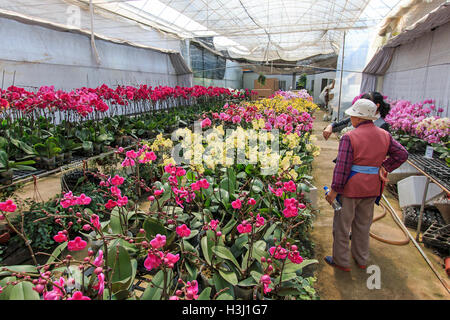 Kunming, China - October 7, 2016: People at the Kunming Dounan Flower ...