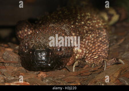 Venomous Mexican beaded lizard (Heloderma horridum exasperatum Stock ...