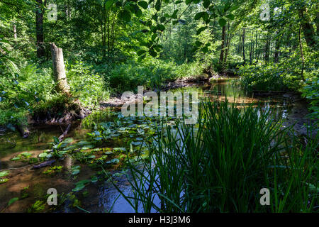 River in Piska Forest, Poland Europe Stock Photo - Alamy