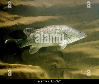 Murray cod (Maccullochella peelii Stock Photo - Alamy
