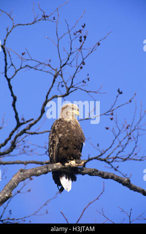 White-tailed sea eagle (Haliaeetus albicilla) in flight, hunting and ...