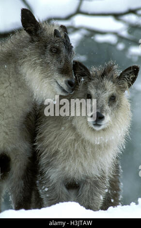 Japanese serow Capricornis crispus JAPAN Stock Photo - Alamy