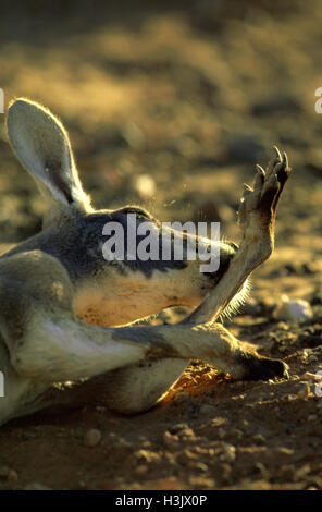 Red Kangaroo (Macropus rufus) licking arm to cool off on very hot day ...
