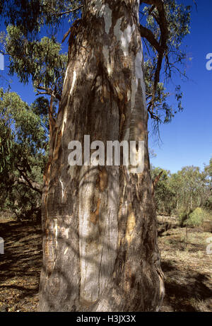 Aboriginal canoe or coolamon tree Stock Photo - Alamy