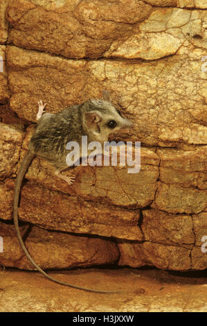 Long-tailed dunnart (Sminthopsis longicaudata Stock Photo - Alamy