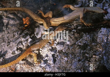 People from Mt Liebig (Luritja language group Stock Photo - Alamy