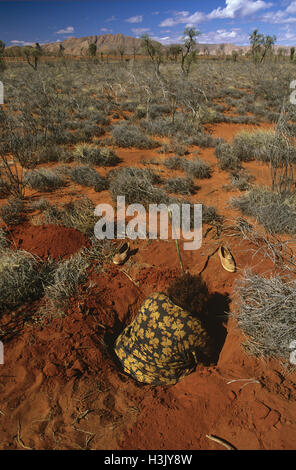 Aboriginal woman from Mount Liebig (Luritja language group Stock Photo ...
