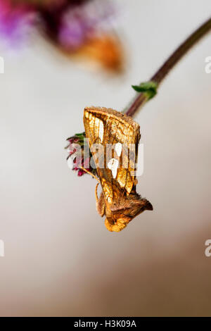 Gold Spot (Plusia festucae) adult at rest on leaf Eccles-on-Sea ...