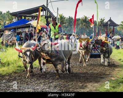 Jembrana, Bali, Indonesia. 9th Oct, 2016. Buffalo racers (makepung ...
