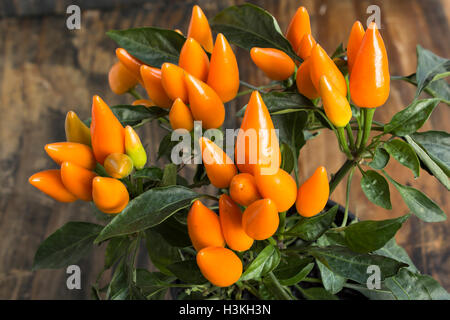 Decorative Orange Chili Peppers Closeup Stock Photo - Alamy
