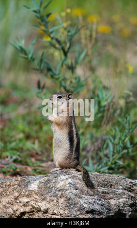 Close up Pictures of ground squirrel Stock Photo - Alamy