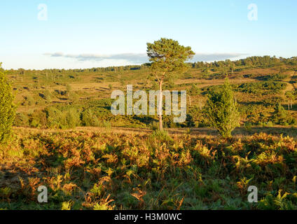 English heath, Ashdown Forest in evening sun Stock Photo - Alamy