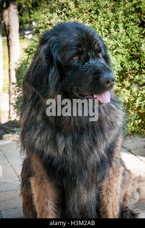 a large and furry Leonberger dog breed. Beautiful pedigree Leonberger ...