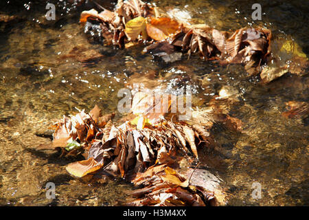 Dry leaves grouped in autumn among the vegetation of the forest Stock ...
